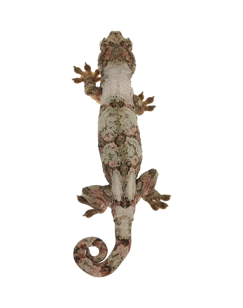 Mak ♀ – geckos.com