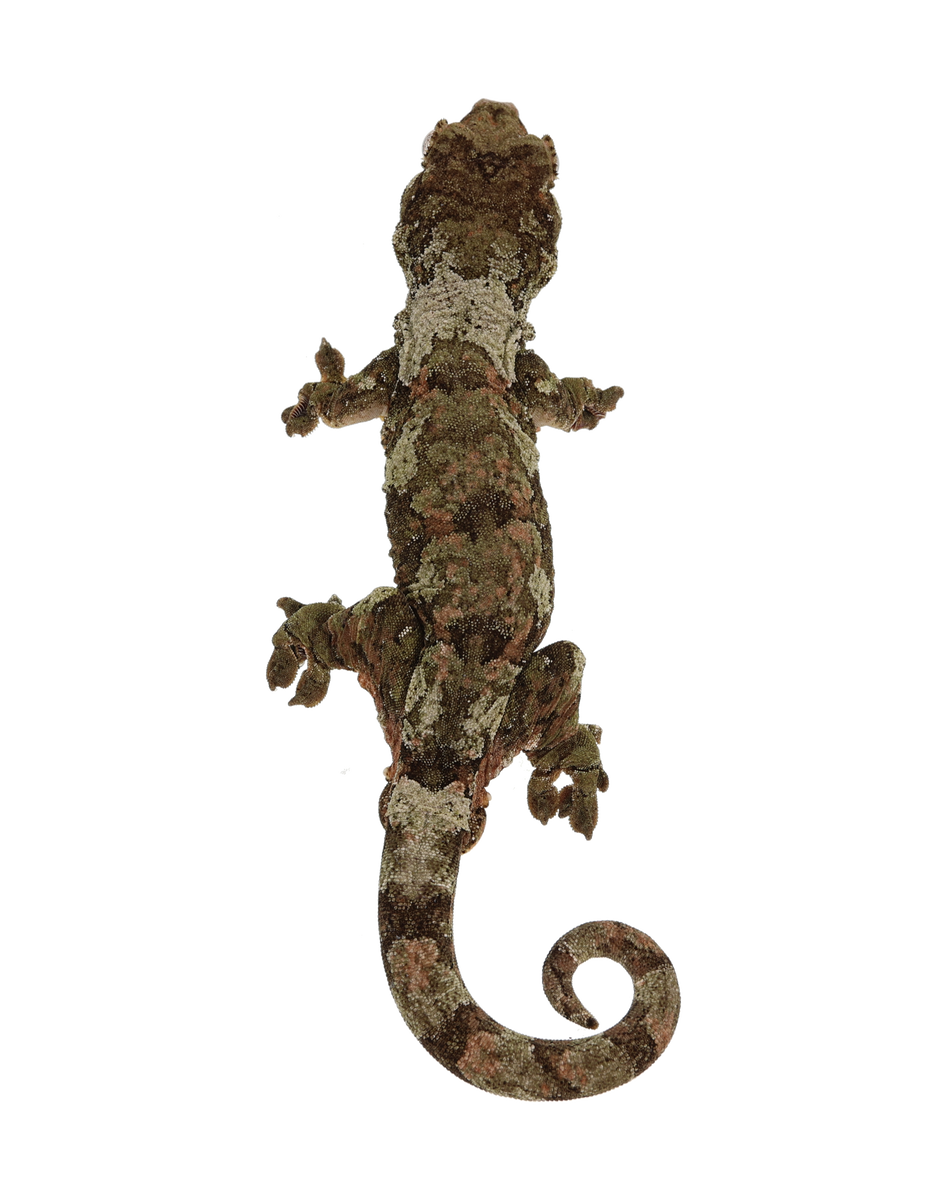 Nero ♂ – geckos.com