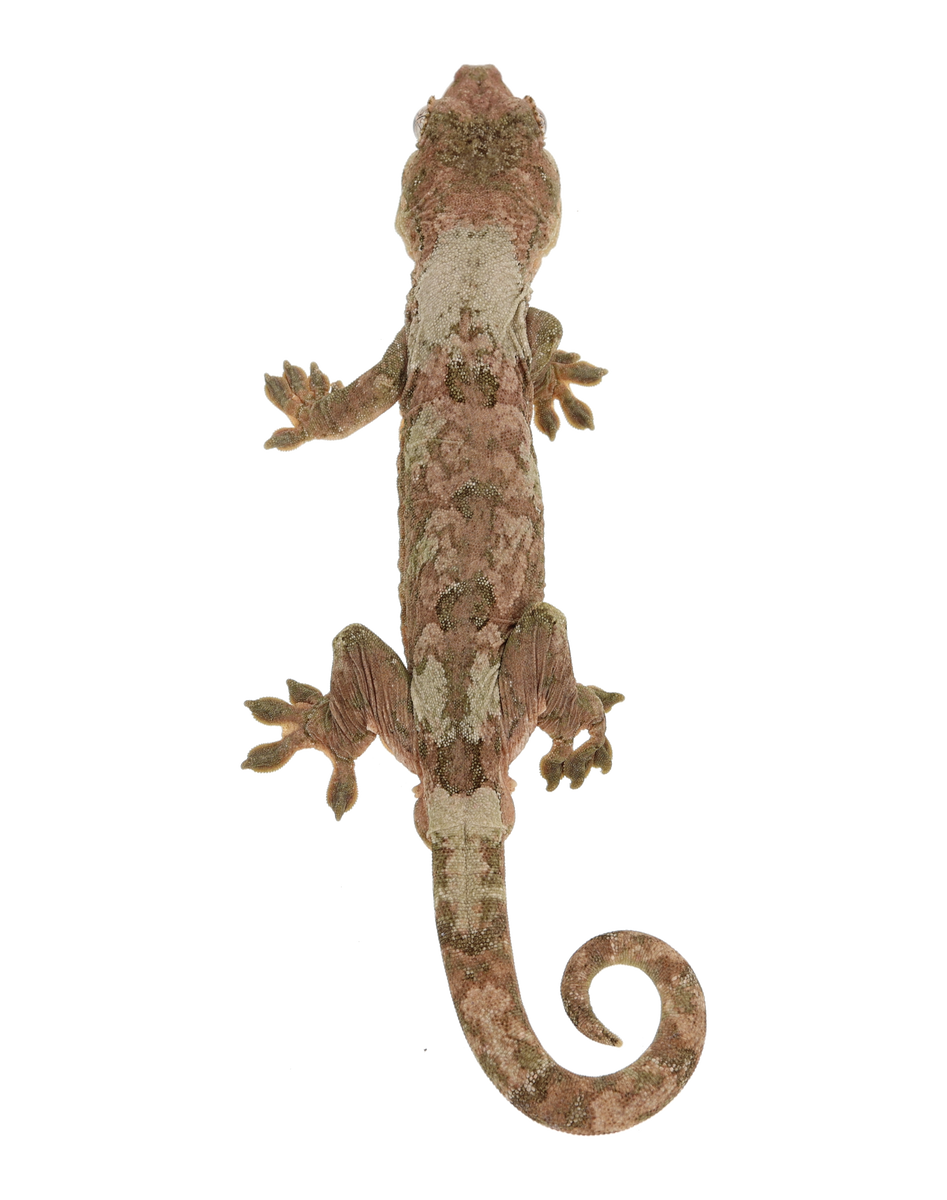 Sir Vader ♂ – geckos.com