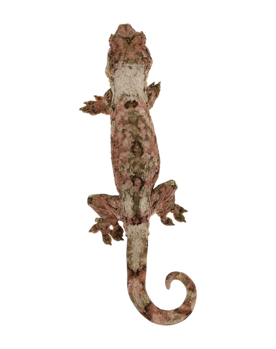 Skittles ♀ – geckos.com