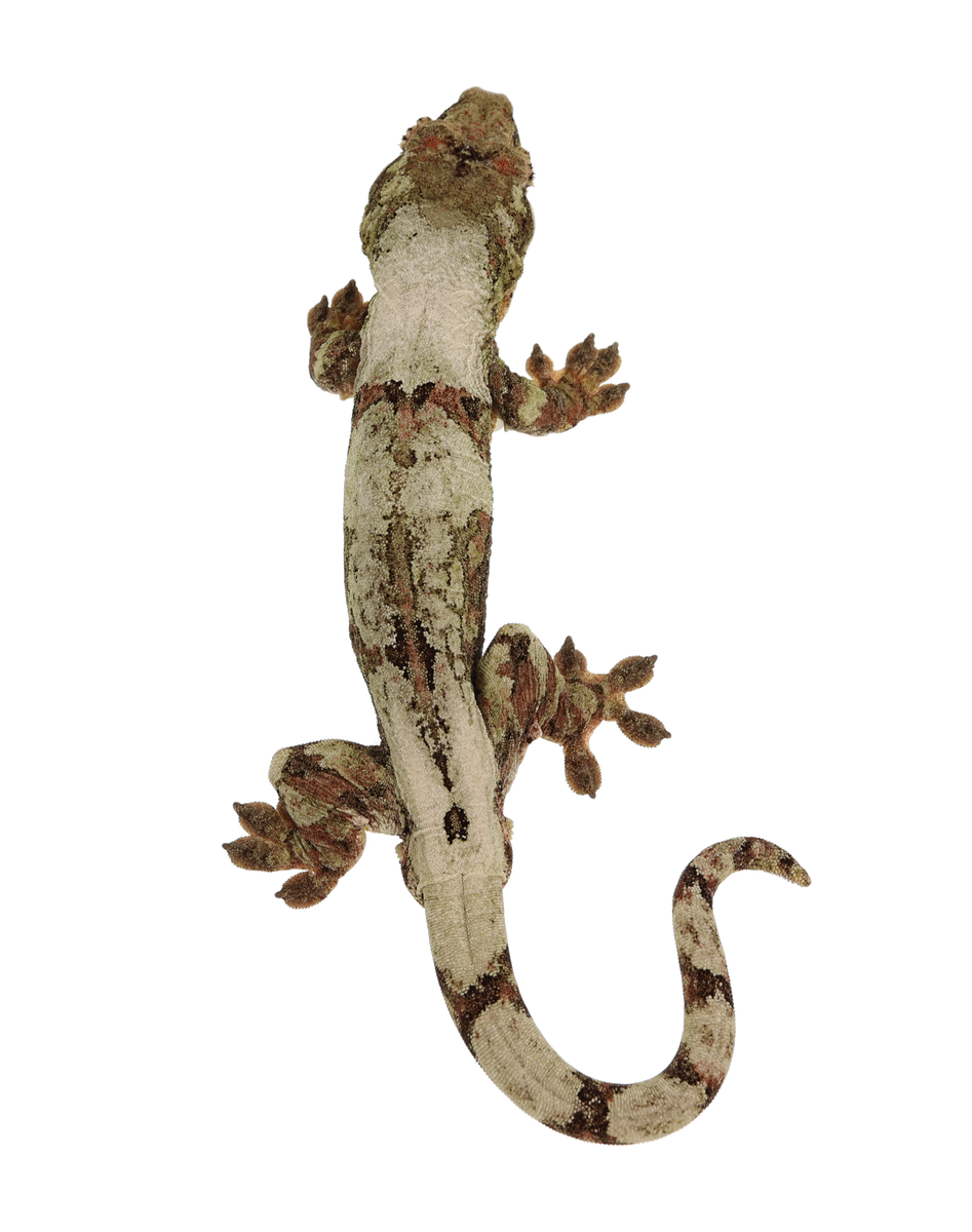 Villain ♂ – geckos.com