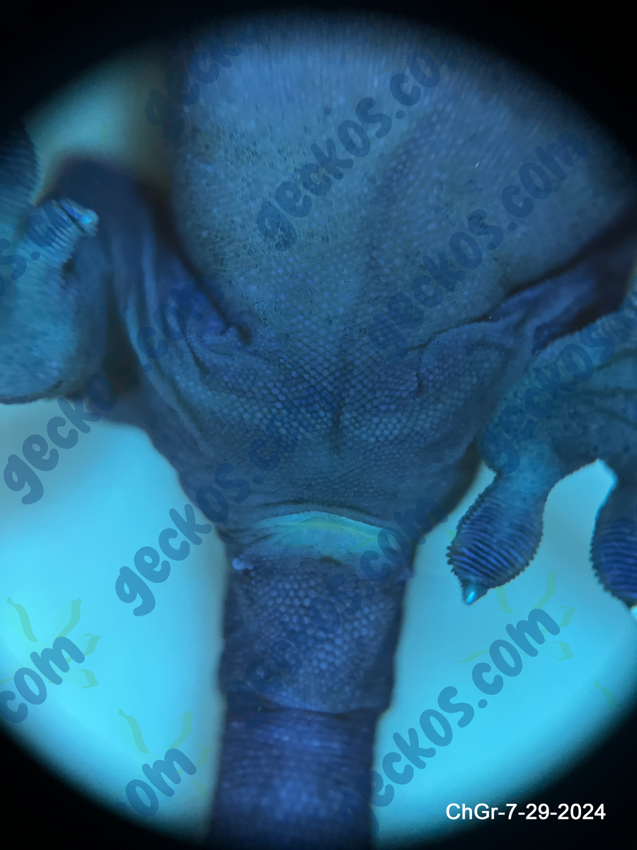 “Barkley” ~ Cherry x Grimoire – geckos.com