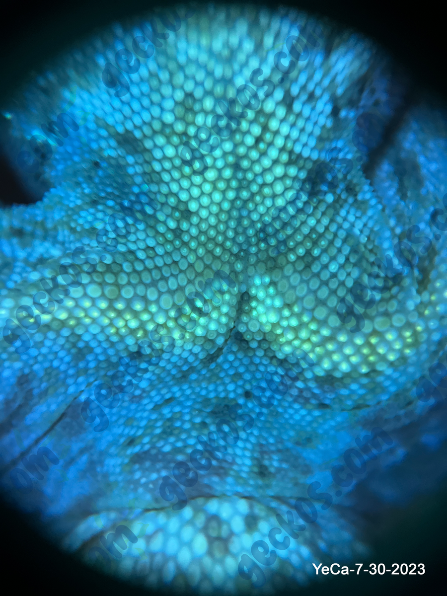 “Prosciutto” ♂ Yeti x Carpaccio – geckos.com