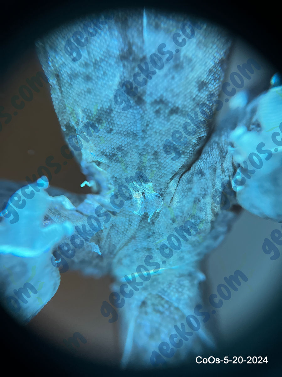 “Revenant” ~ Cotton x Osirus – geckos.com