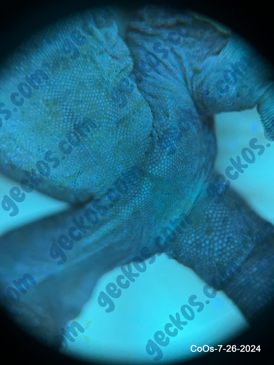 “Rival” ~ Cotton x Osirus – geckos.com