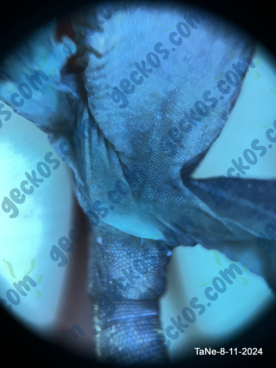 “Rudolph” ~ Tangerine x Nero – geckos.com