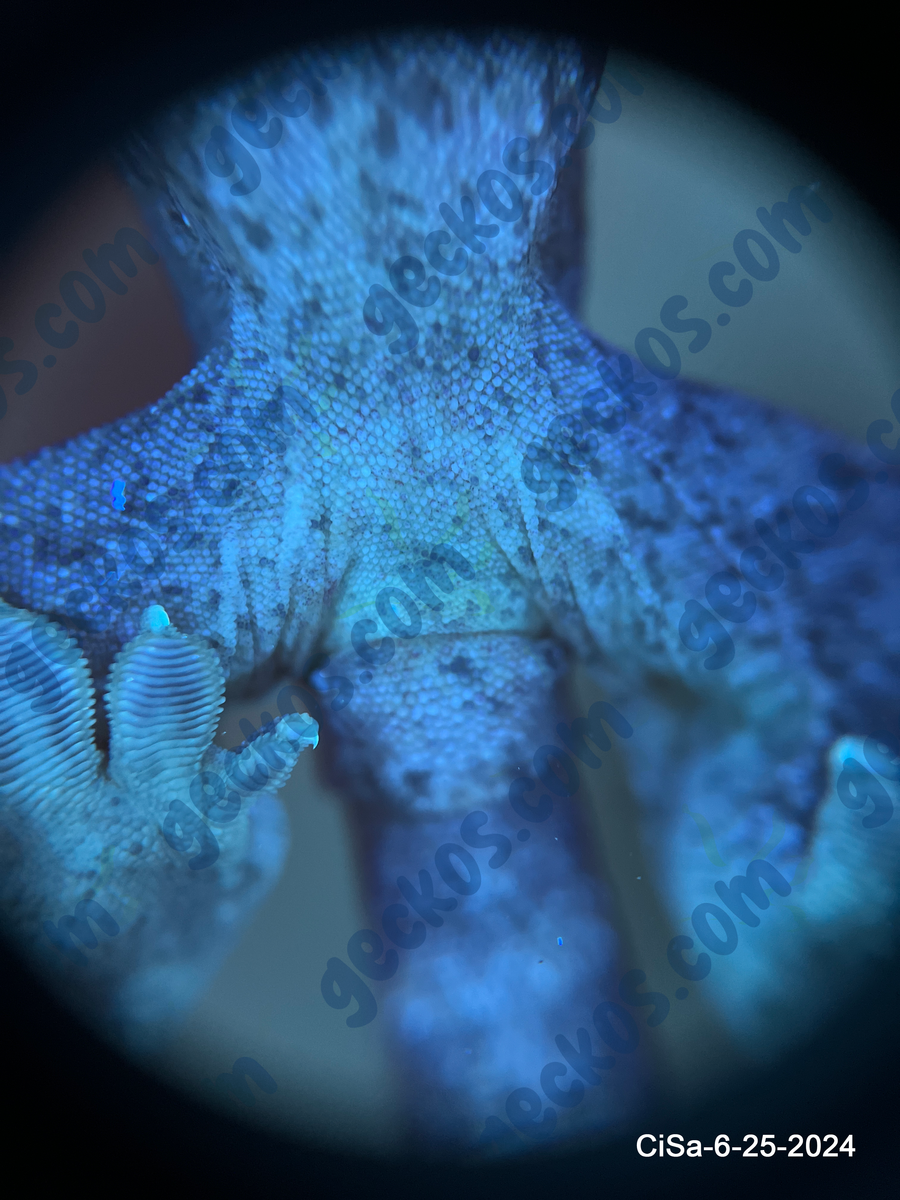 “Tsubone” ~ Cinnamon x Saigon – geckos.com